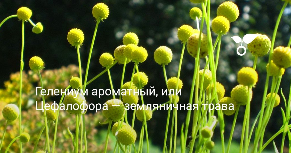 Гелениум ароматный, или Цефалофора — земляничная трава. Уход ...