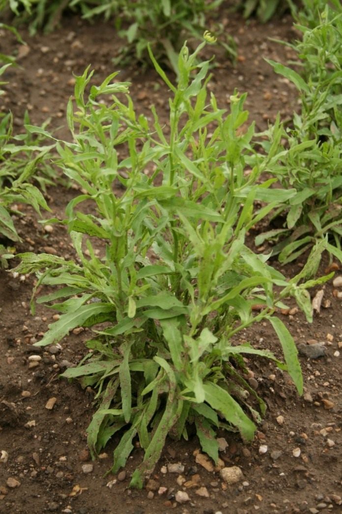 Идеальные шарики соцветий цефалофоры ароматной. Выращивание, уход ...