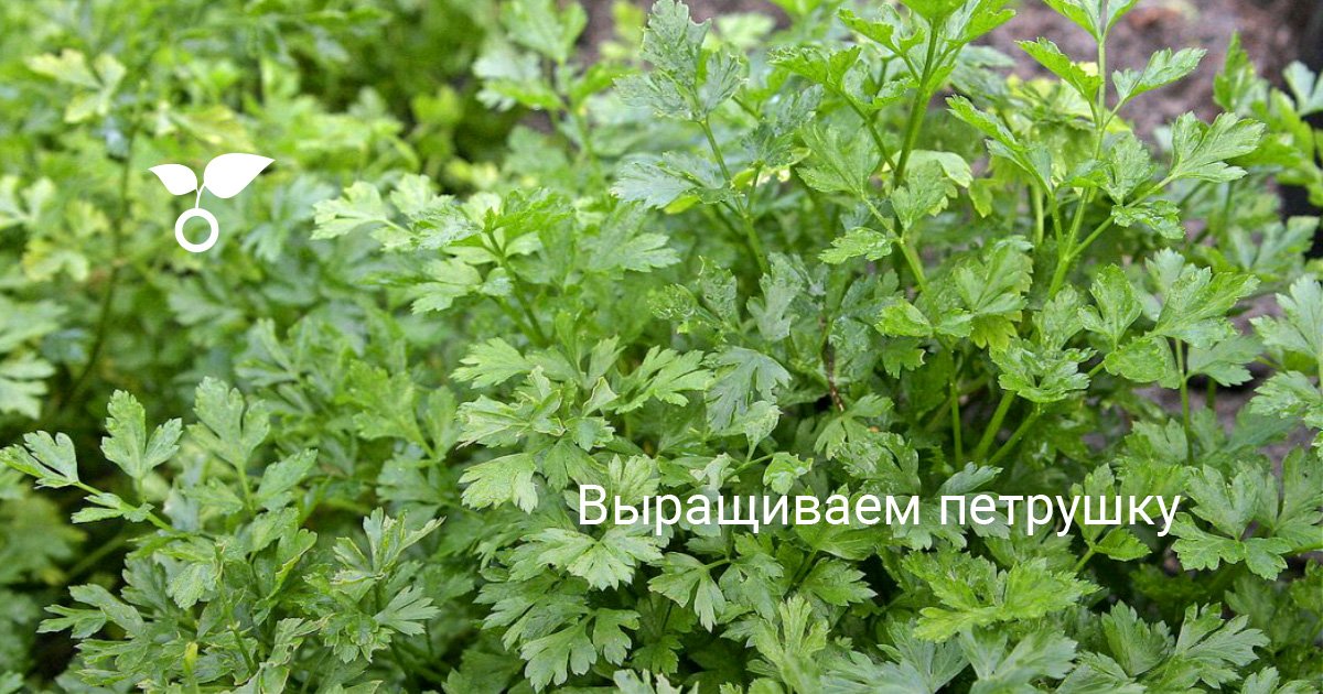 Выращиваем петрушку. Когда и куда сажать? Как ухаживать? Фото — Ботаничка