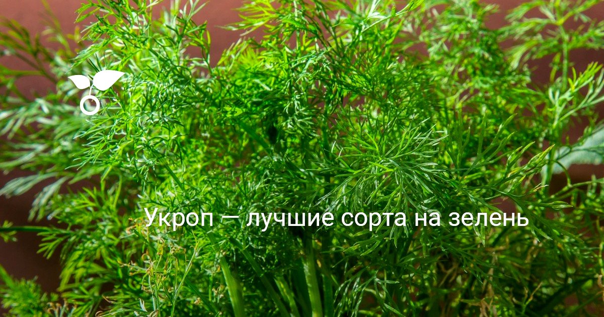 Укроп – лучшие сорта на зелень. Описание. Фото — Ботаничка