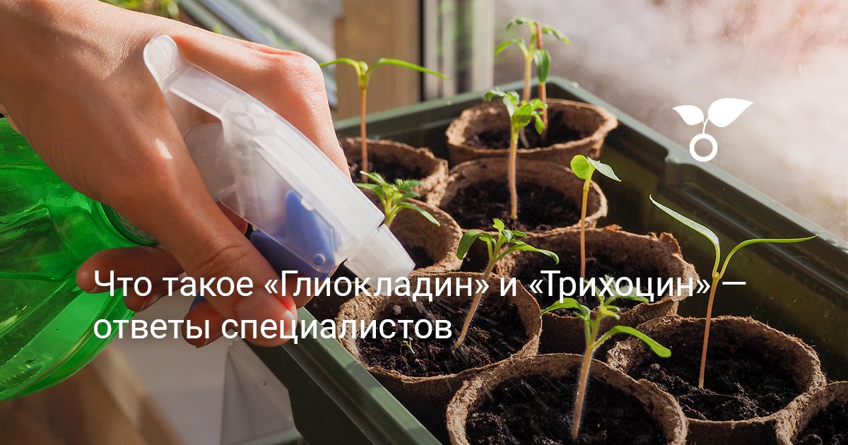 Что такое «Глиокладин» и «Трихоцин» — ответы специалистов — Ботаничка