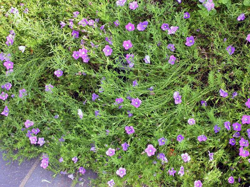 Нирембергия — нежный многолетник для вашего цветника. Фото и описание ...