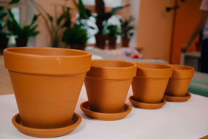 Почему гибнут комнатные растения? Список основных причин. Фото — Ботаничка