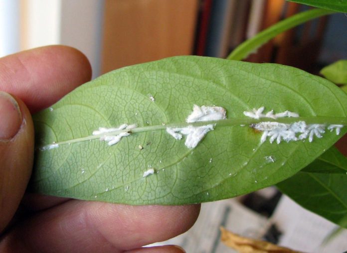 Почему гибнут комнатные растения? Список основных причин. Фото — Ботаничка