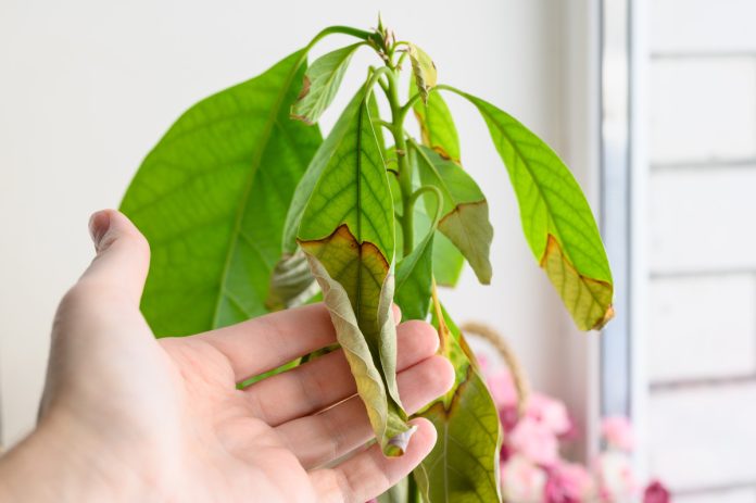 Почему гибнут комнатные растения? Список основных причин. Фото — Ботаничка