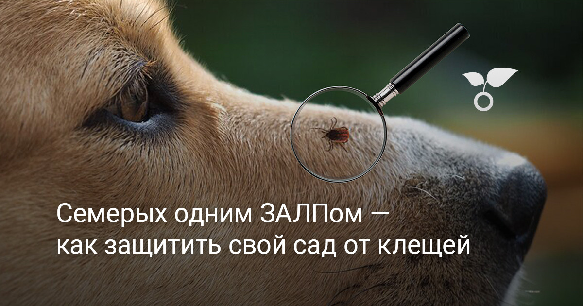 Уничтожаем клещей и других кровососущих — семерых одним «ЗАЛПом ...