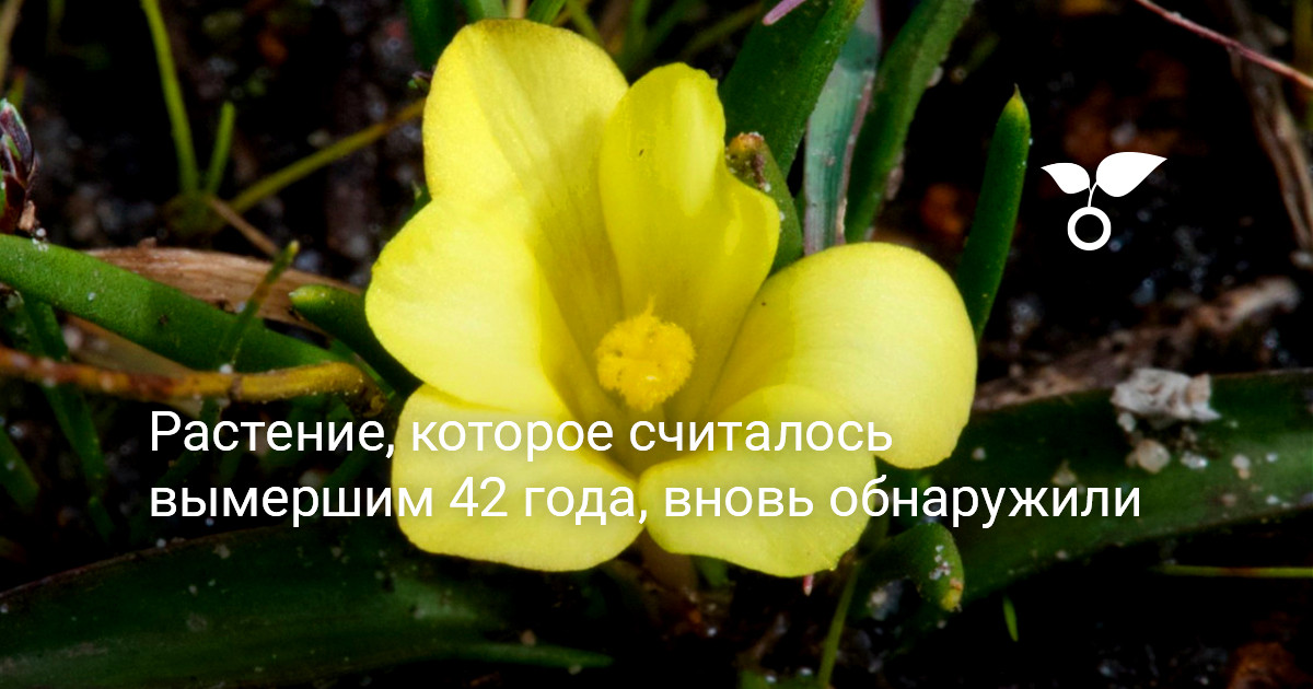 Растение, которое считалось вымершим 42 года, вновь обнаружили в ЮАР ...