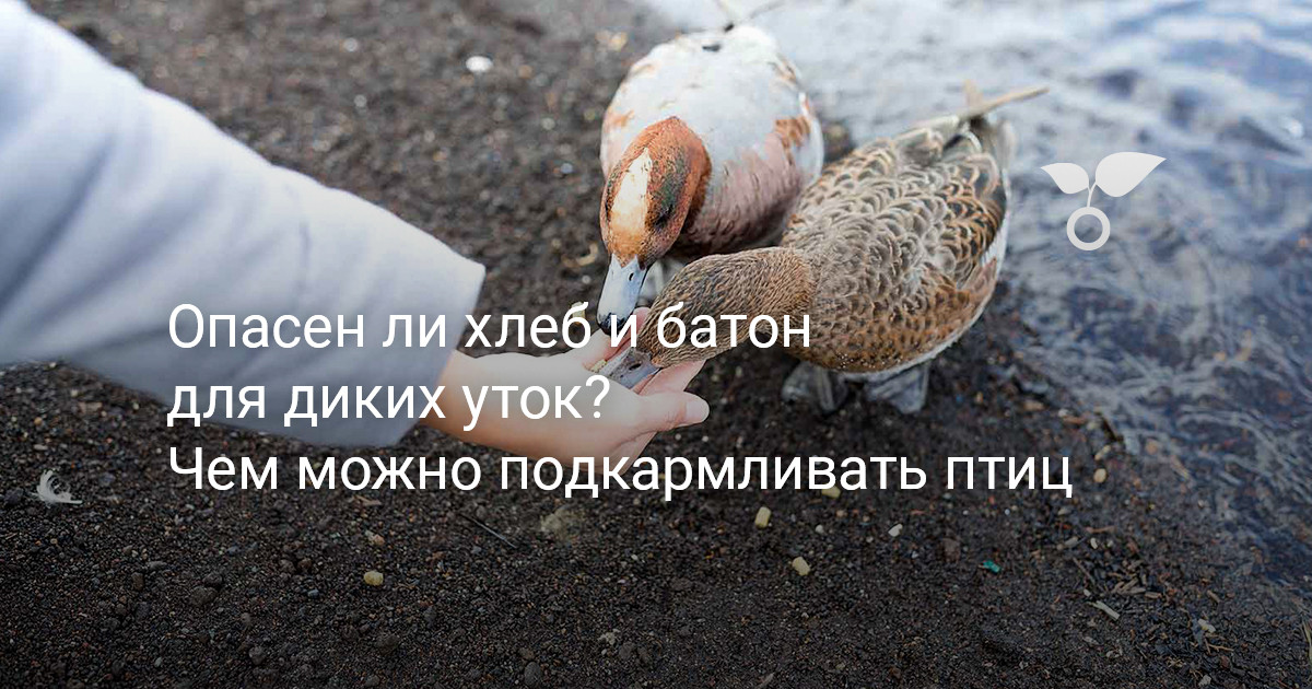 Опасен ли хлеб и батон для диких уток? Чем можно подкармливать птиц ...