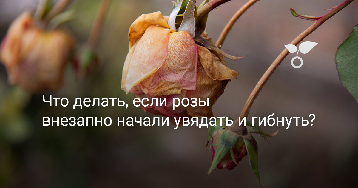 Что делать, если розы внезапно начали увядать и гибнуть? — Ботаничка