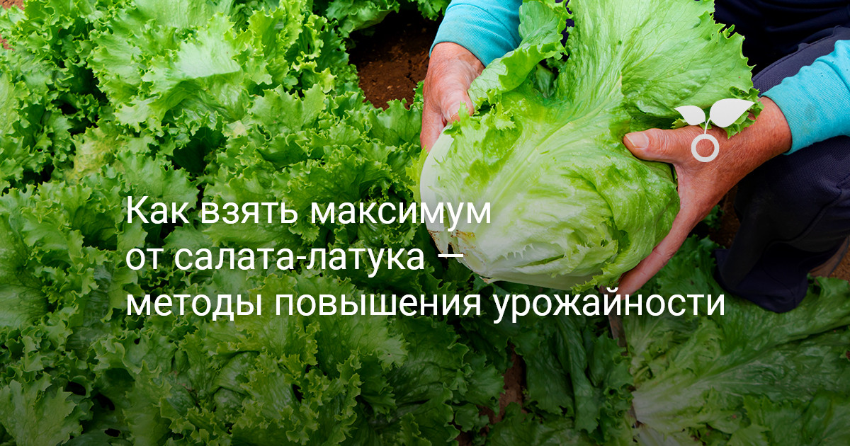 Как взять максимум от салата-латука — методы повышения урожайности ...