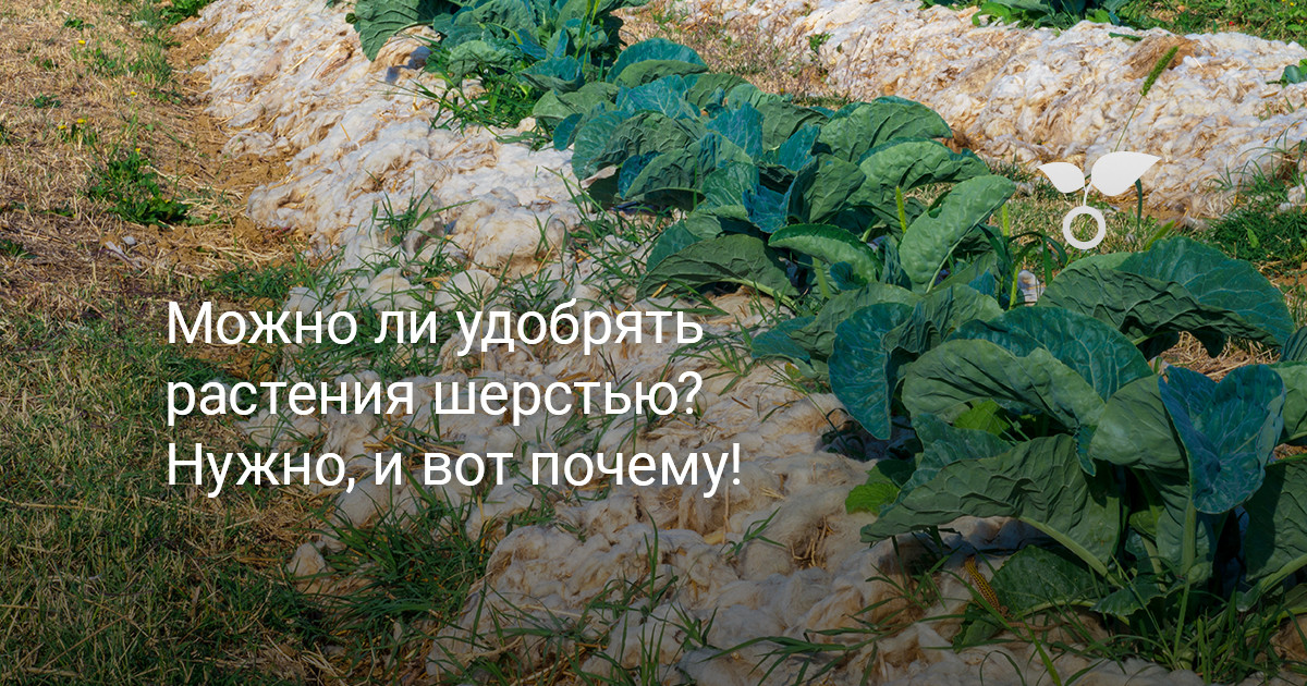 Можно ли удобрять растения шерстью? Нужно, и вот почему! — Ботаничка