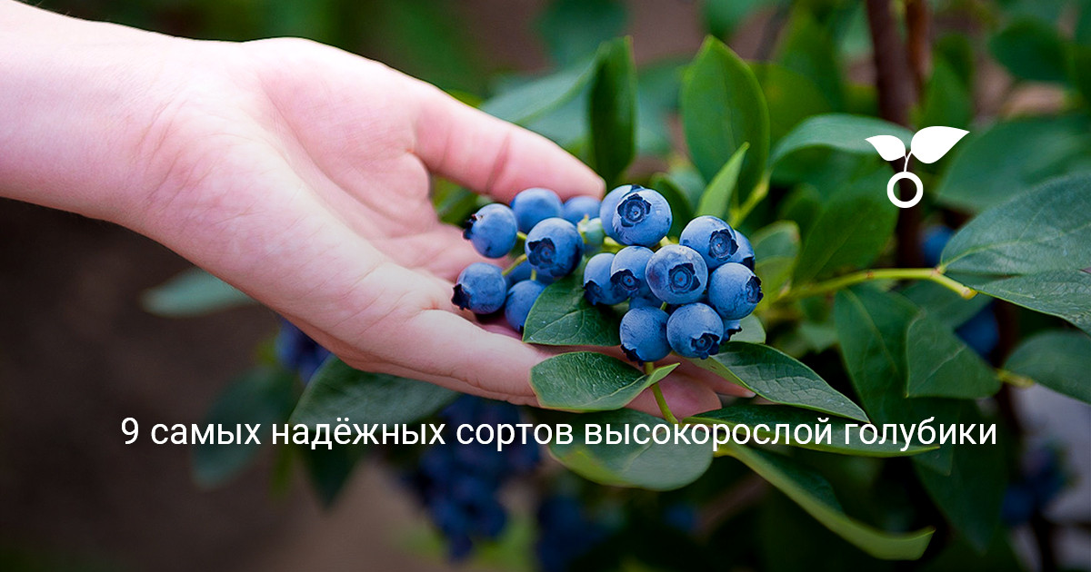 9 самых надёжных сортов высокорослой голубики — Ботаничка